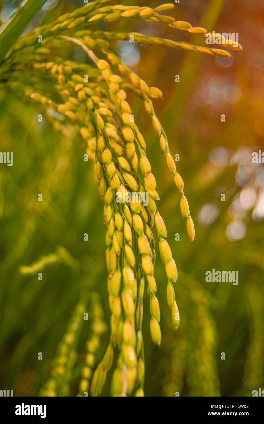 Harvest season of rice Stock Photo - Alamy