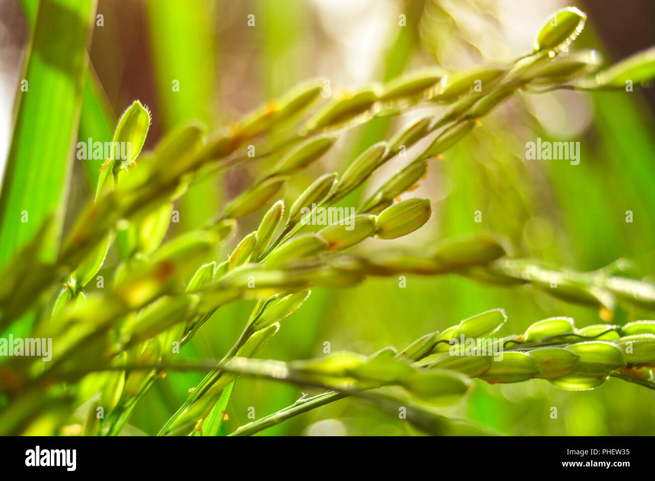 Harvest season of rice Stock Photo - Alamy