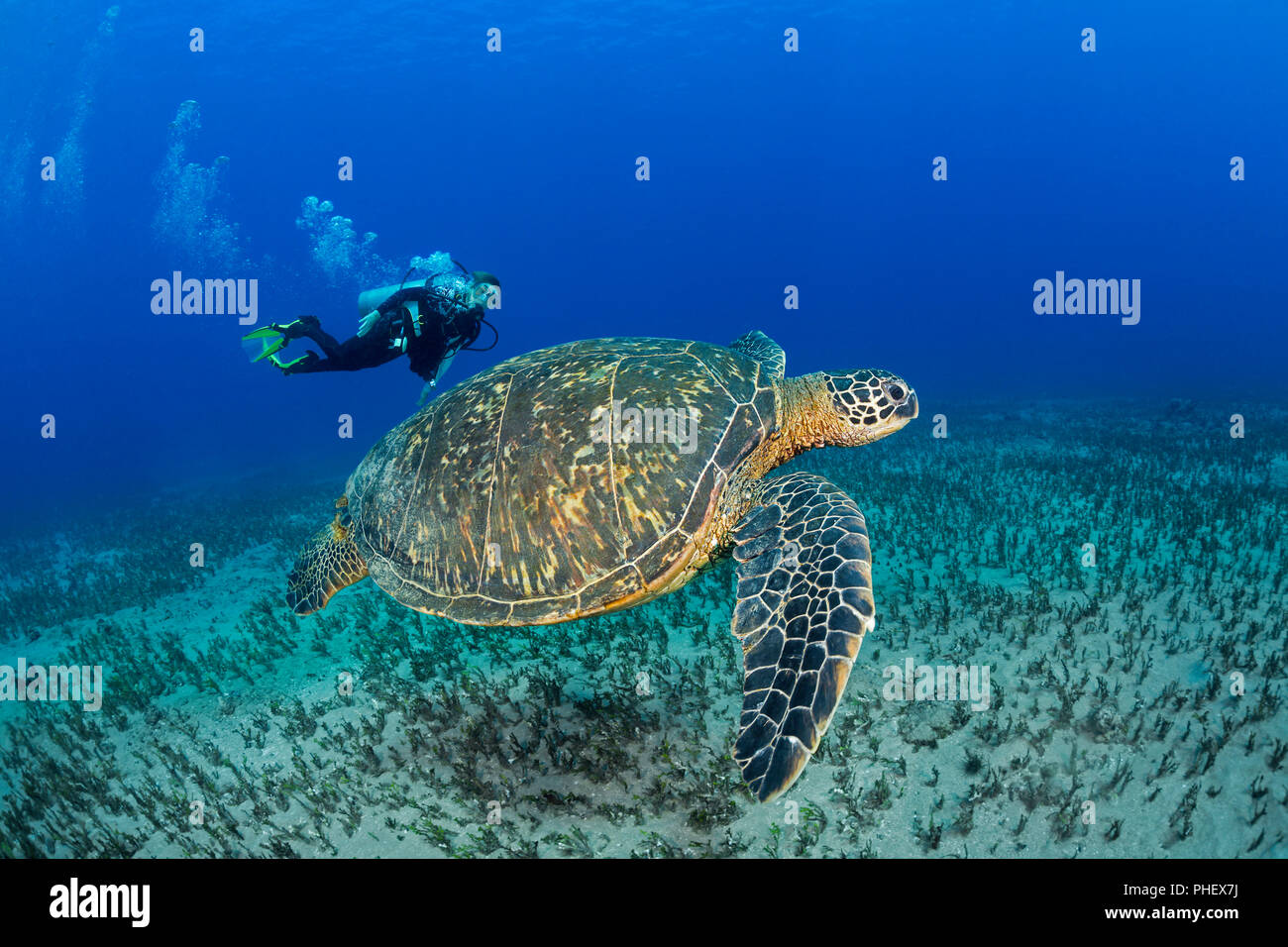 Twelve year old, junior certified scuba diver, Sean Fleetham (MR) gets ...