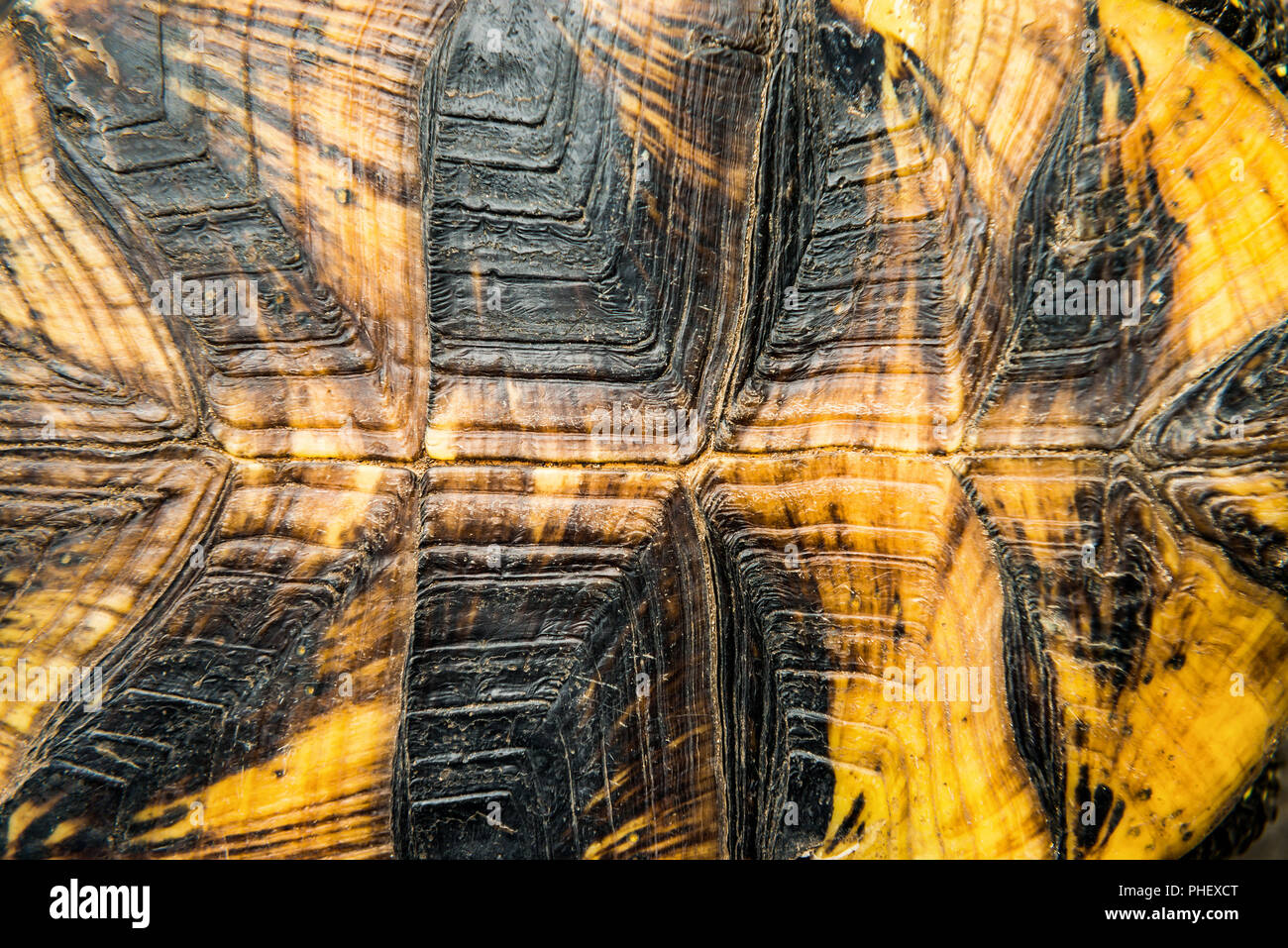 Turtle shell macro hi-res stock photography and images - Alamy