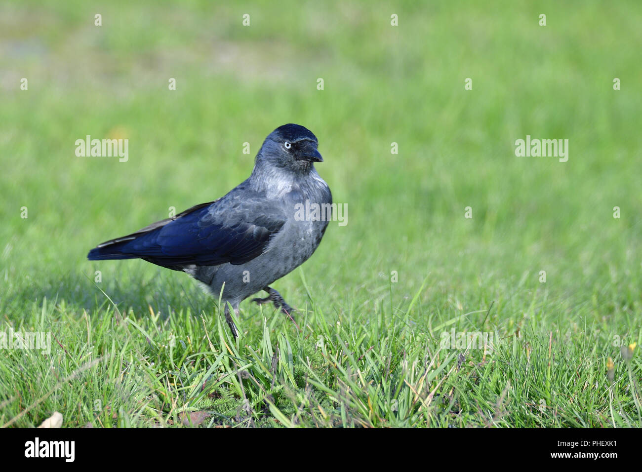 Gray jackdaw hi-res stock photography and images - Alamy