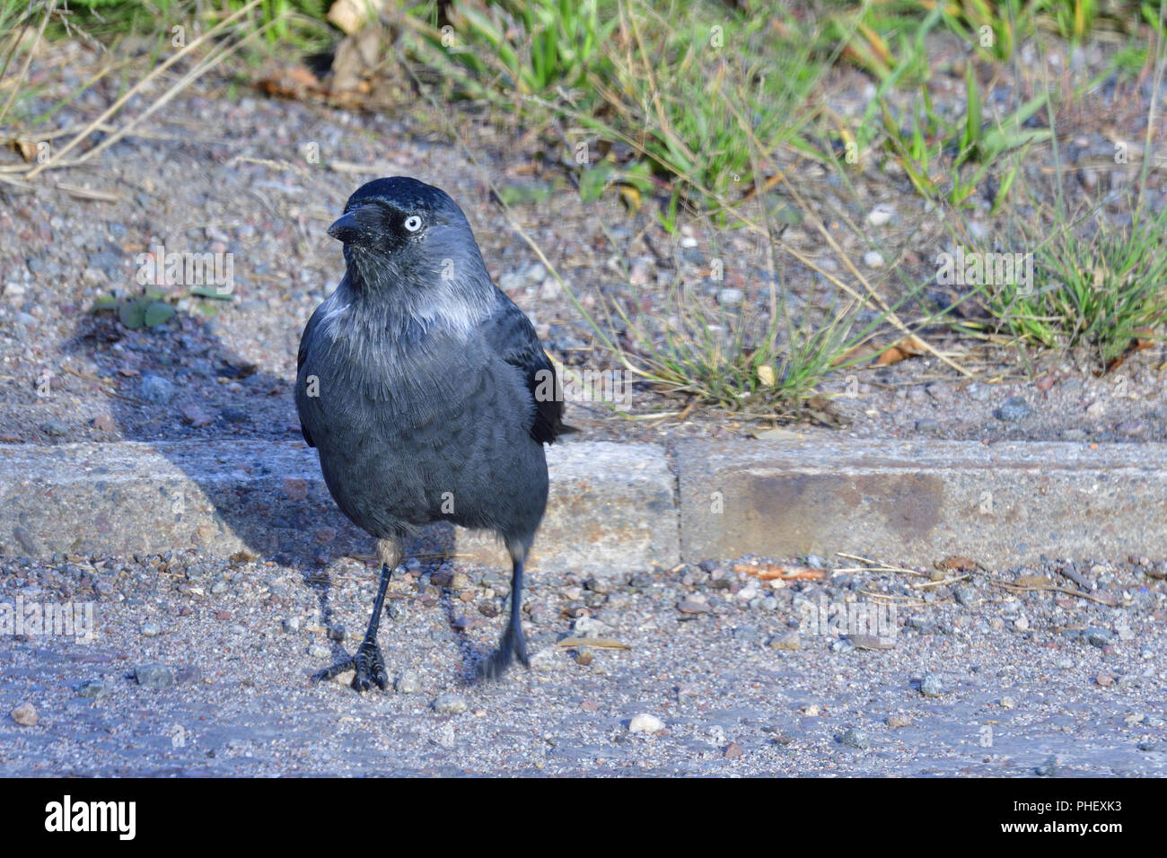 Gray jackdaw hi-res stock photography and images - Alamy