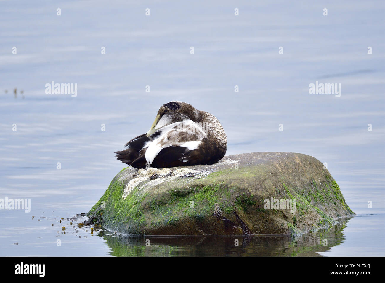Male Common eider Stock Photo - Alamy