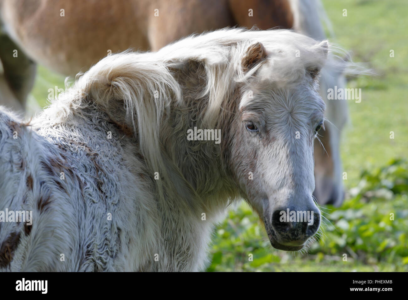 Animals in the wind hi-res stock photography and images - Alamy