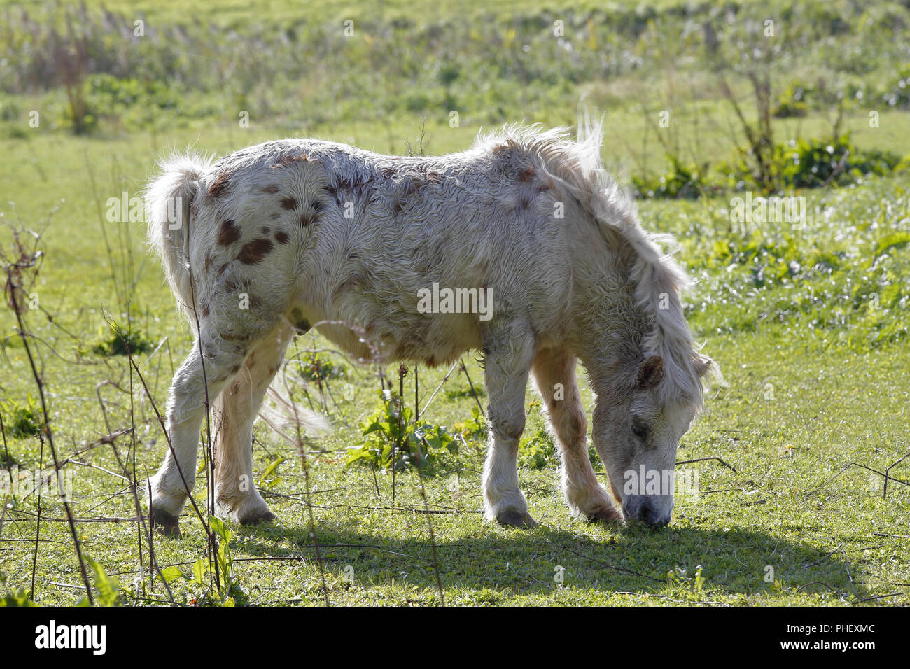Animals in the wind hi-res stock photography and images - Alamy
