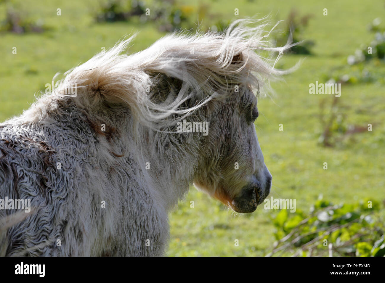 Animals in the wind hi-res stock photography and images - Alamy