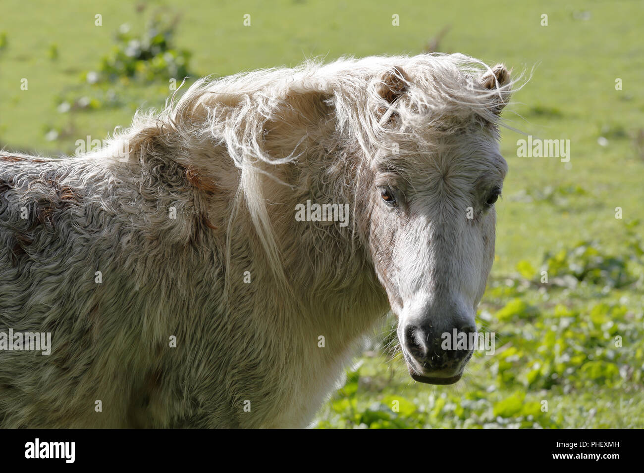 Animals in the wind hi-res stock photography and images - Alamy
