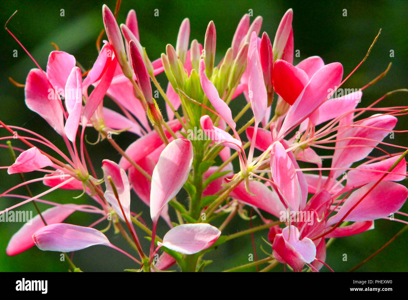 Thorn flowers in garden hi-res stock photography and images - Alamy