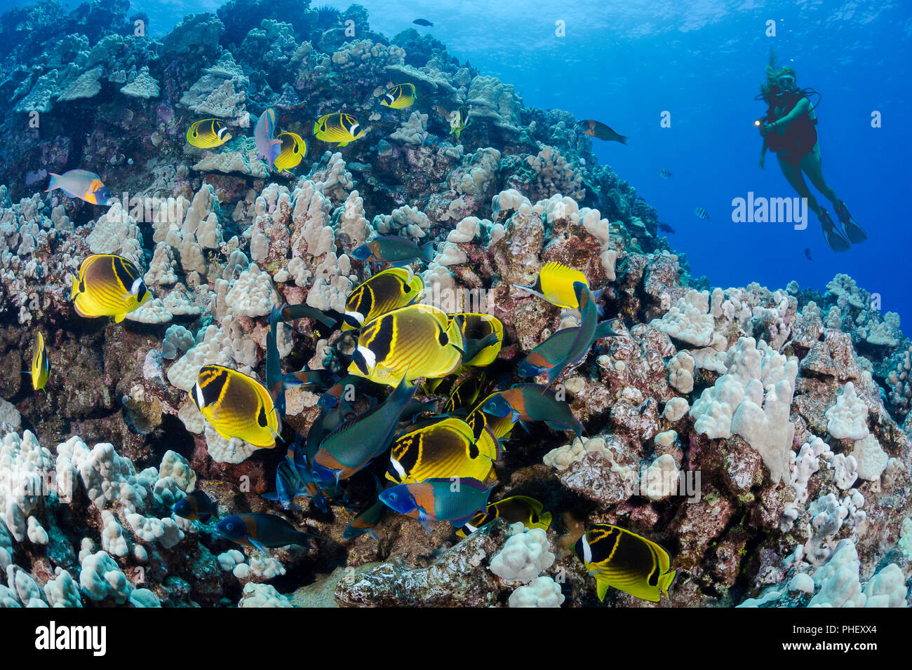 Schooling raccoon butterflyfish, Chaetodon lunula, and a diver (MR) on ...