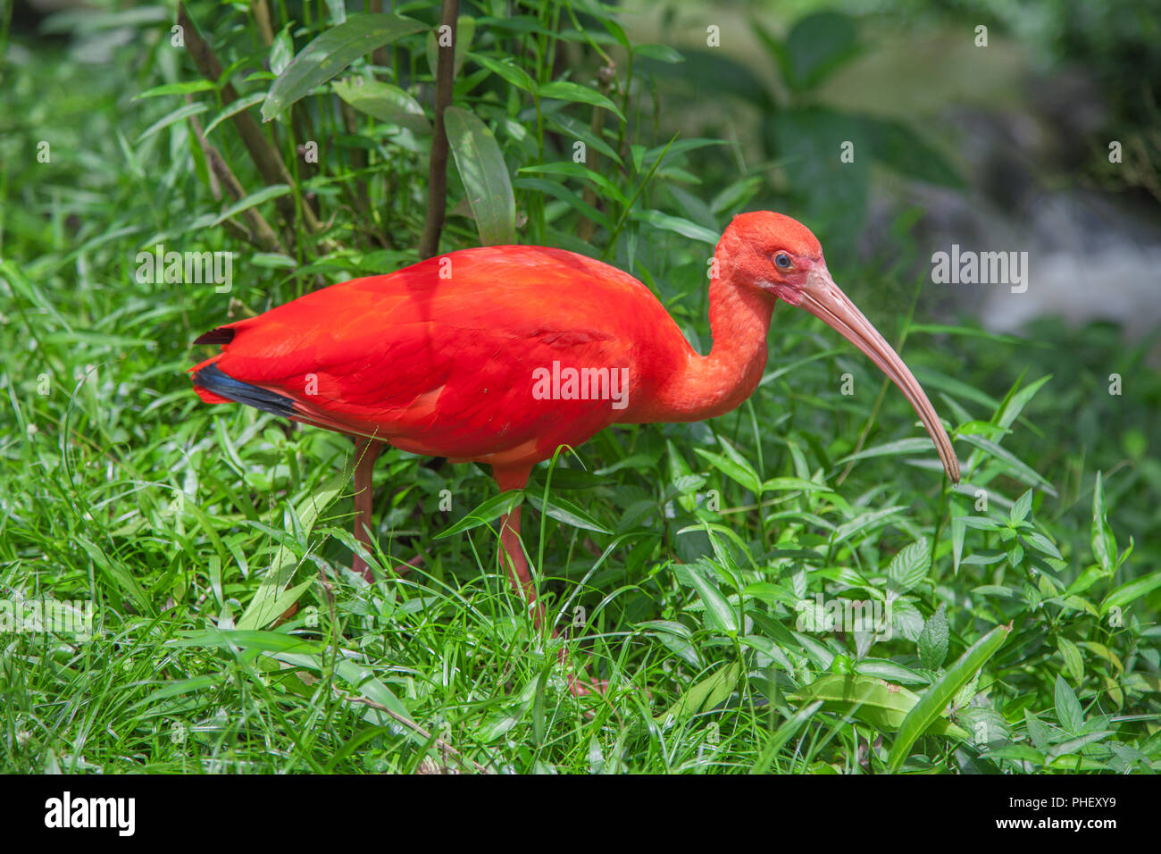 Ibis bird hi-res stock photography and images - Alamy