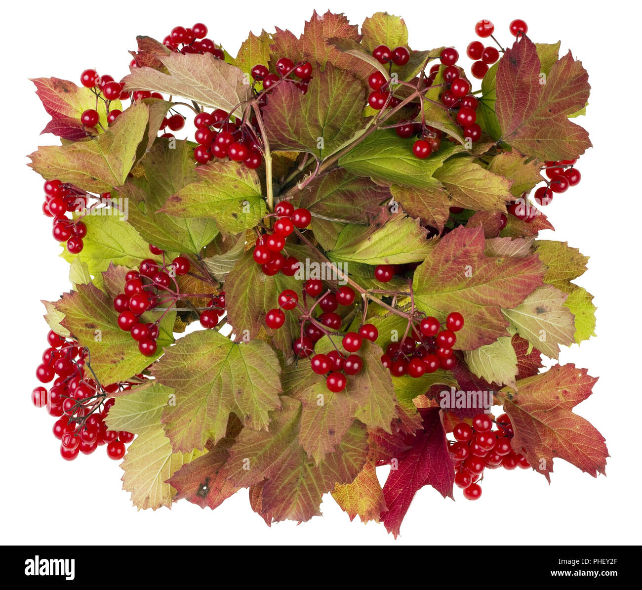 Abstract Red Berries High Resolution Stock Photography and Images - Alamy