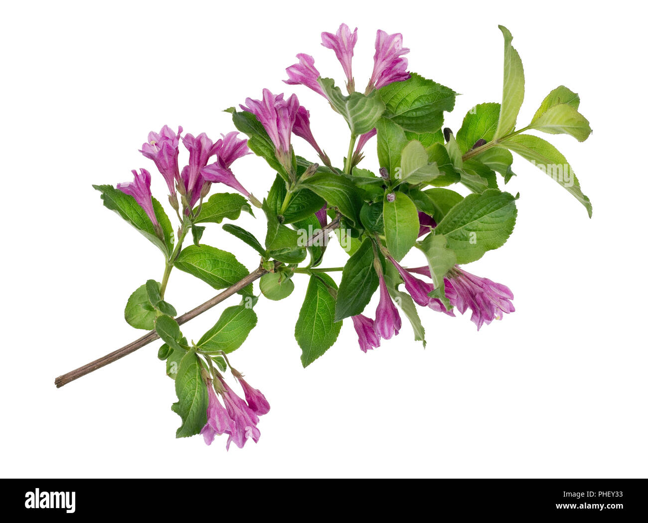 Spring magenta branch isolated Stock Photo - Alamy