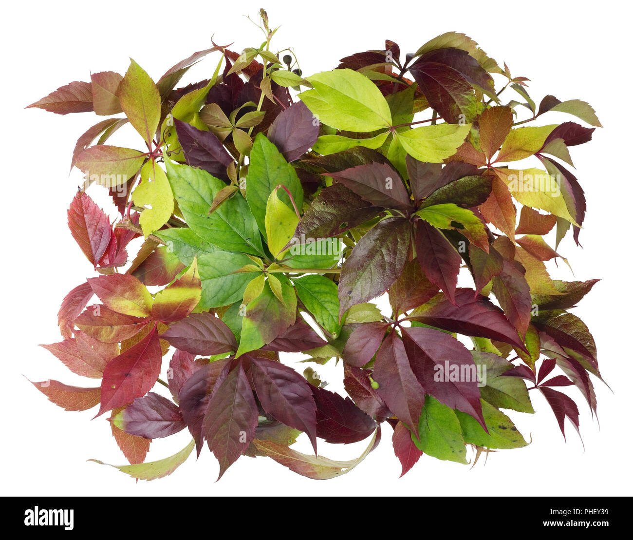 Wild grape background Cut Out Stock Images & Pictures - Alamy