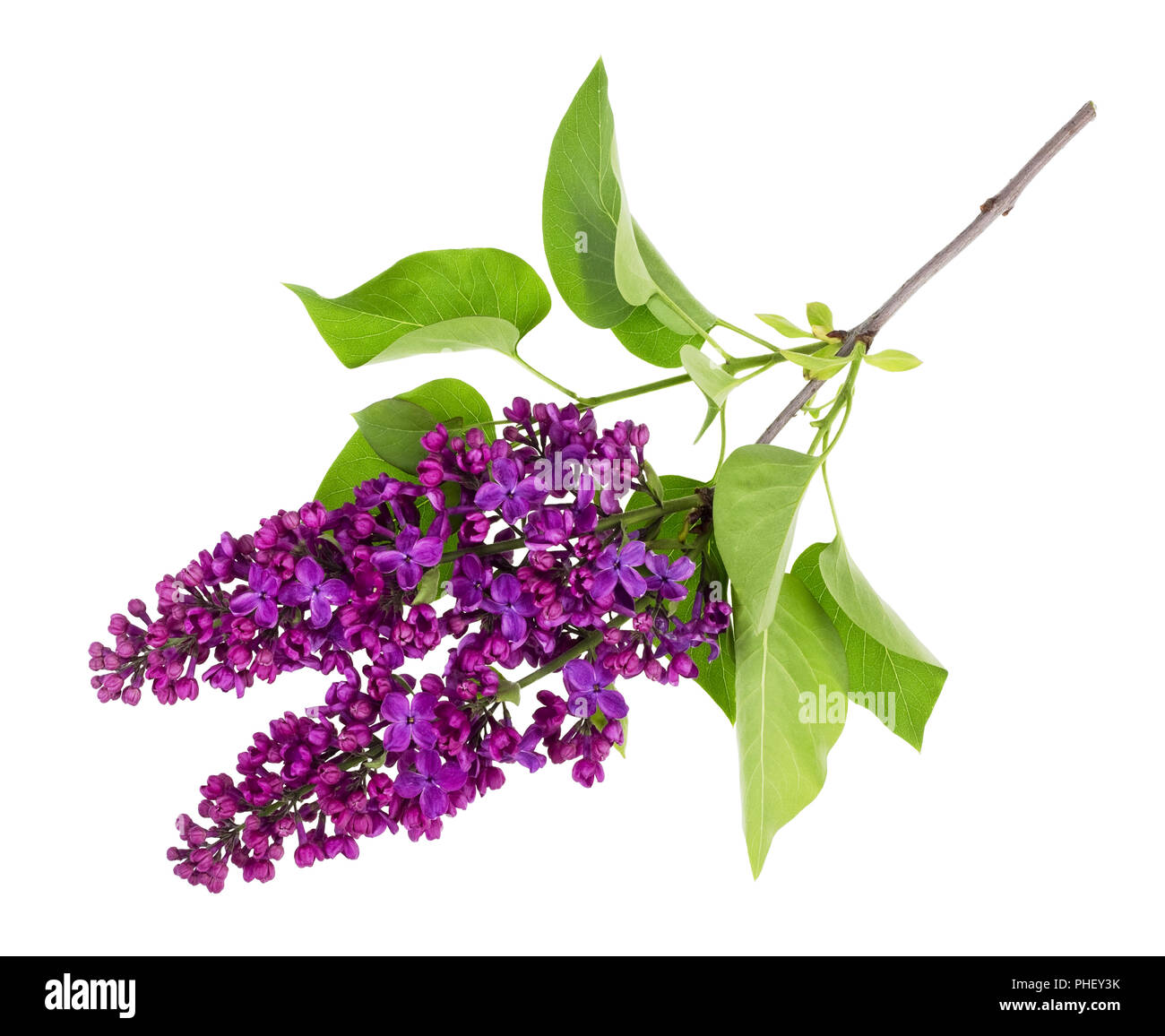 Spring detail Cut Out Stock Images & Pictures - Alamy