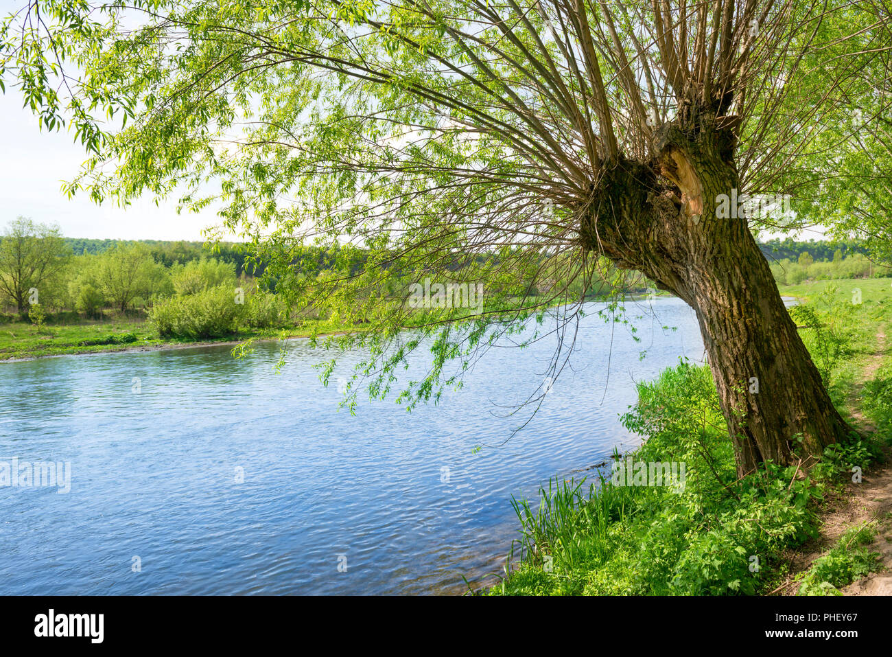 Bank tree hi-res stock photography and images - Alamy