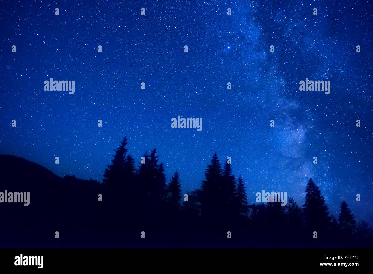 Forest at night Stock Photo - Alamy