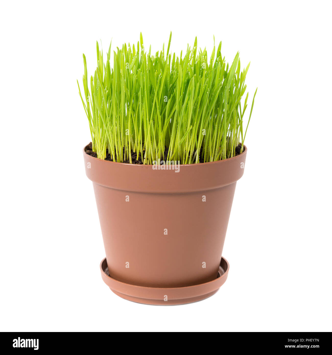 Beautiful green grass in summer Cut Out Stock Images & Pictures - Alamy