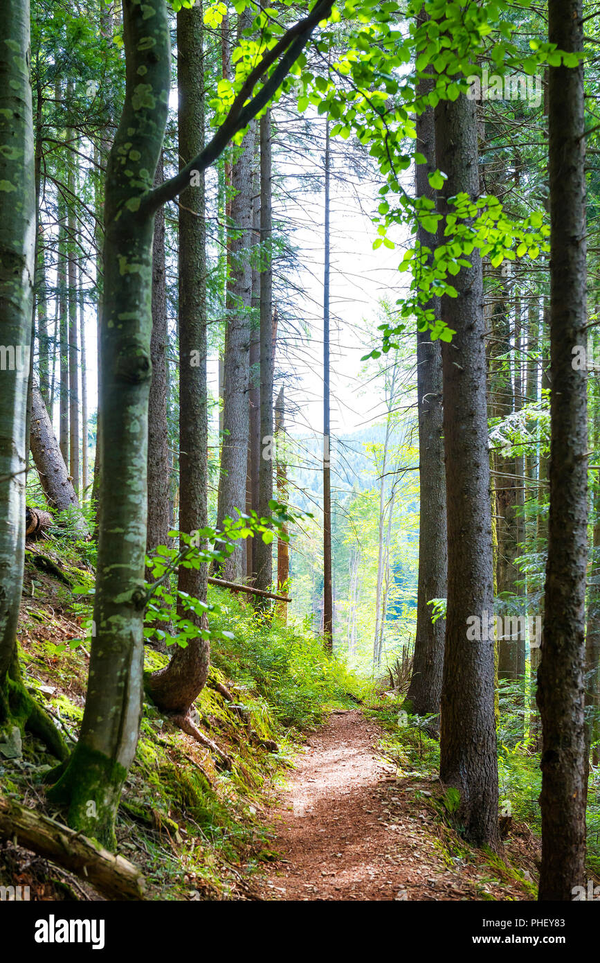 Path through green trees hi-res stock photography and images - Alamy