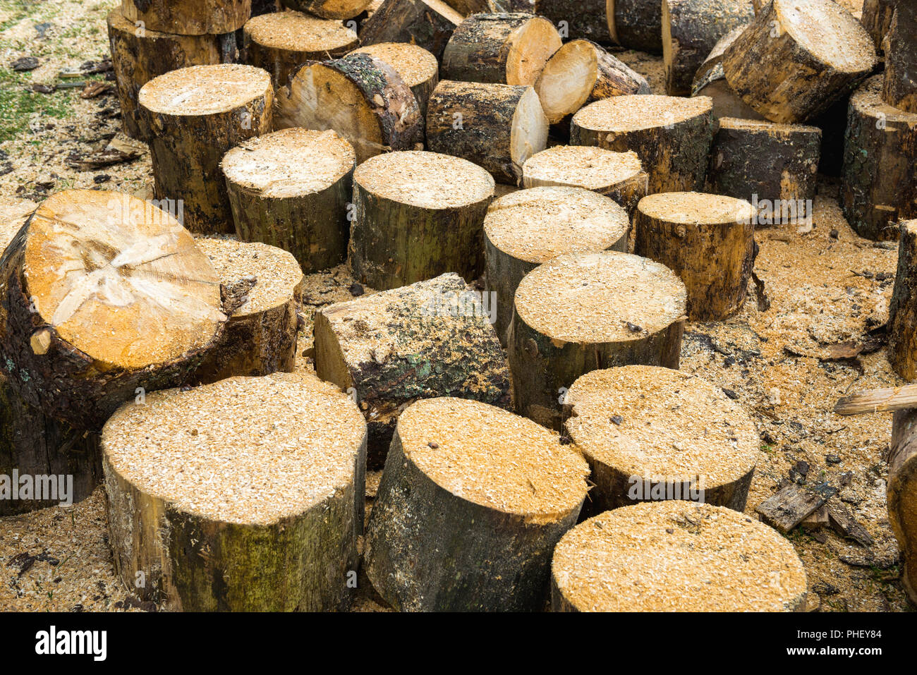 Wooden logs of oak tree Stock Photo - Alamy