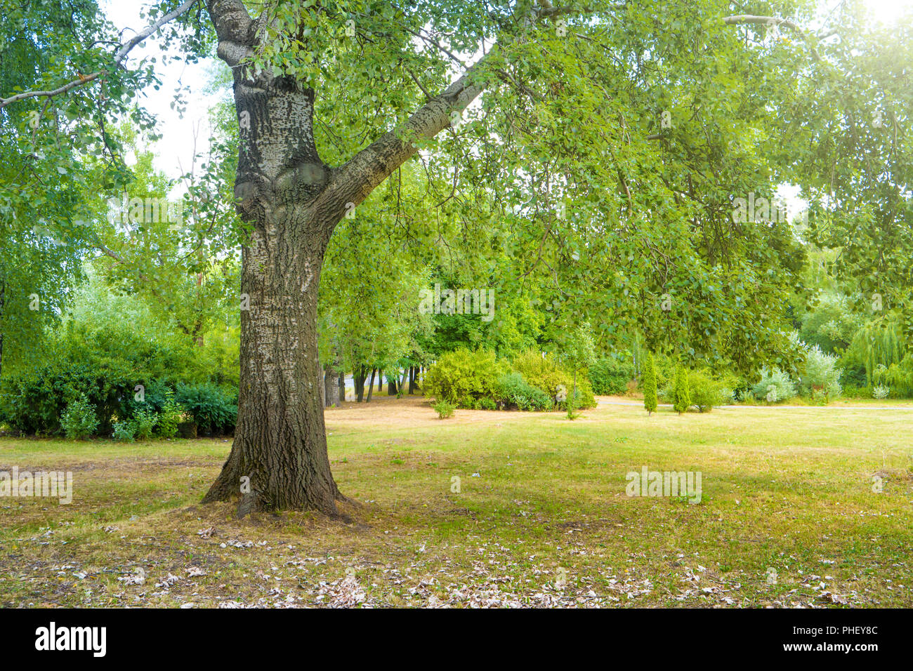 Big tree in the green park Stock Photo - Alamy