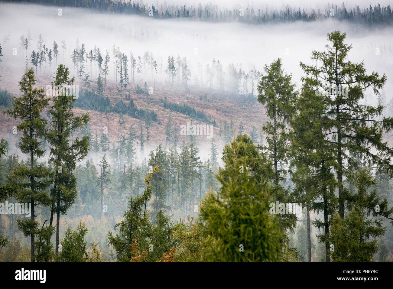 Forest in the mist as a background. Beautiful natural landscape in the ...
