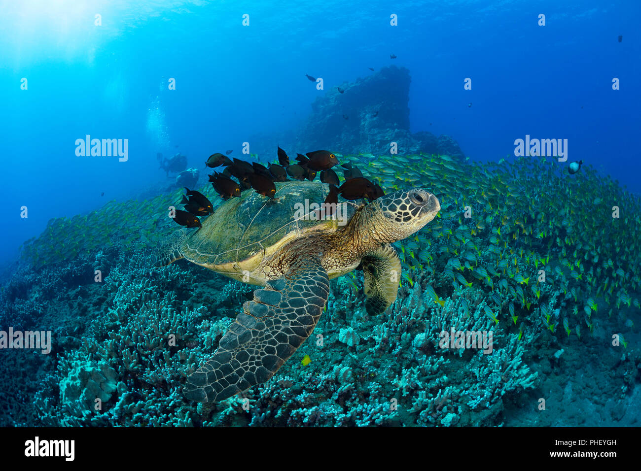 Surgeon fish clean turtle hi-res stock photography and images - Alamy