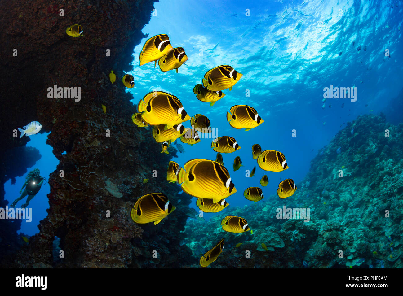 Male raccoon hi-res stock photography and images - Alamy