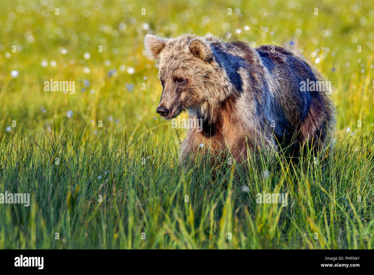Brown bear is looking into distance at the dusk Stock Photo - Alamy