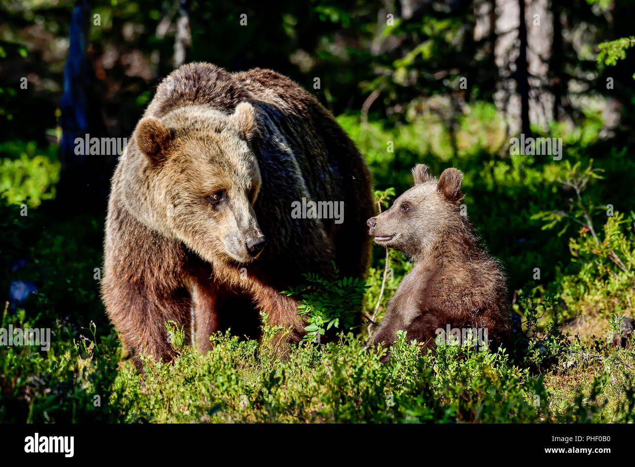 Brown bear mom is teaching facts of life to her cub in the forest Stock ...