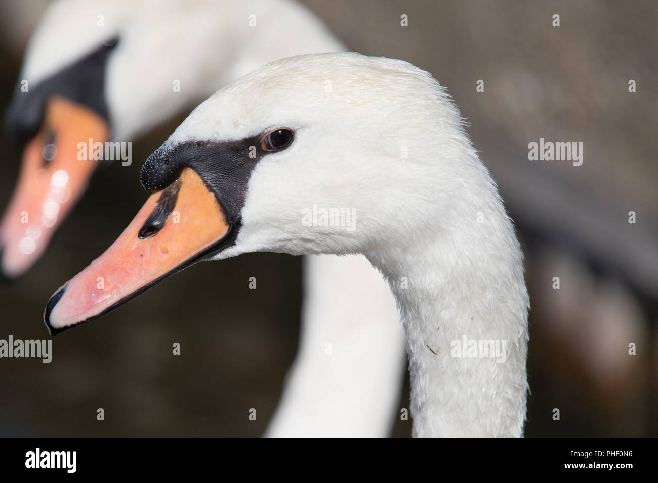 Swans head hi-res stock photography and images - Alamy