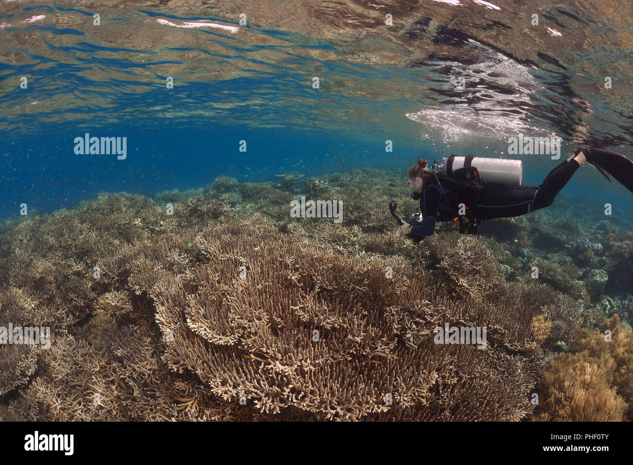Fragile hard coral dominates this shallow reef scene with a diver (MR ...