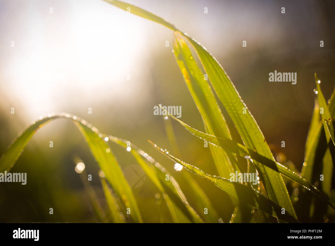 Wet Grass Sun Stock Photos & Wet Grass Sun Stock Images - Alamy