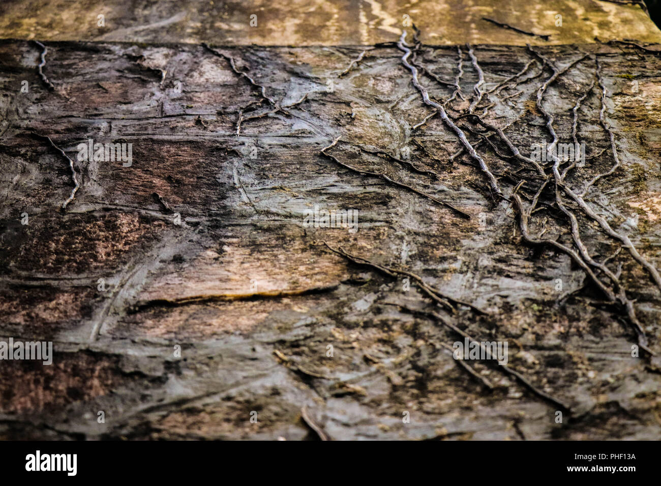 Vines on brick wall hi-res stock photography and images - Alamy
