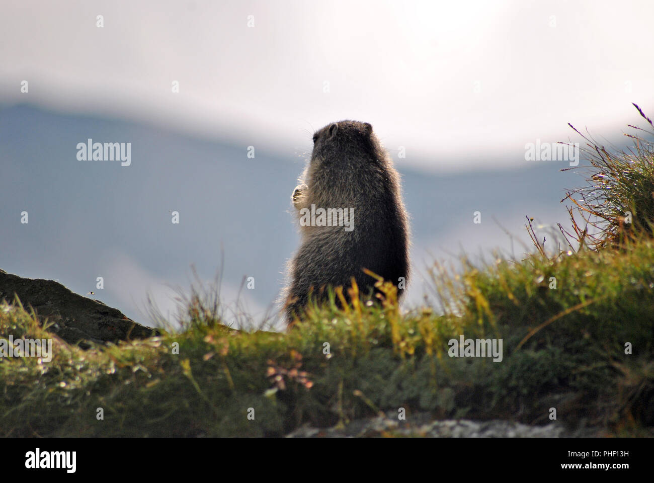 Alpine marmot (marmota marmota) in Austrian Alps Stock Photo - Alamy