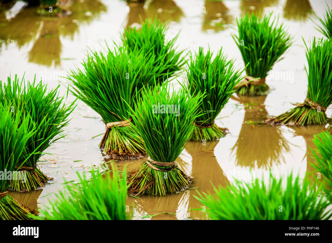 Rice paddy fields Stock Photo - Alamy