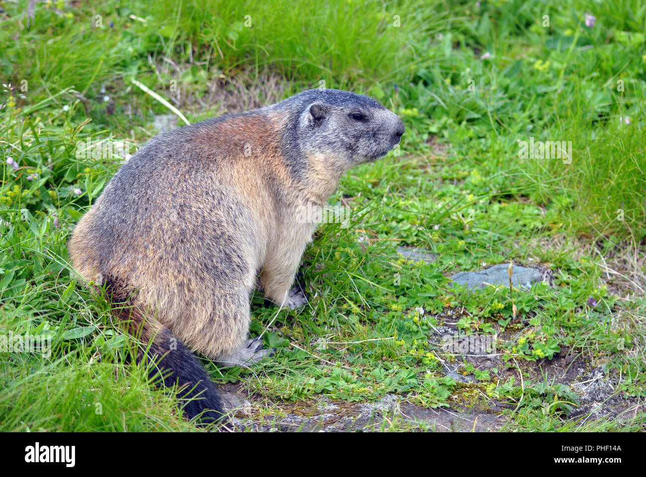 Alpine marmot (marmota marmota) in Austrian Alps Stock Photo - Alamy
