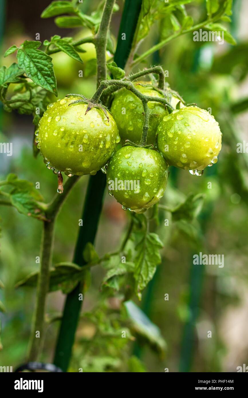 Umripe tomatoes after rain. Drops of water on tomatoes in the garden ...