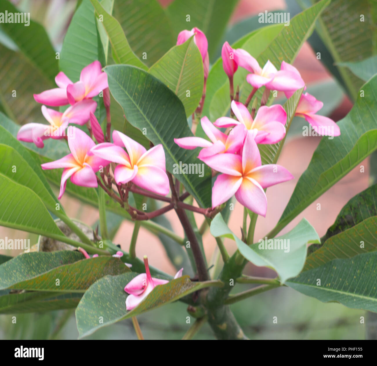 Frangipani tree trees hi-res stock photography and images - Alamy