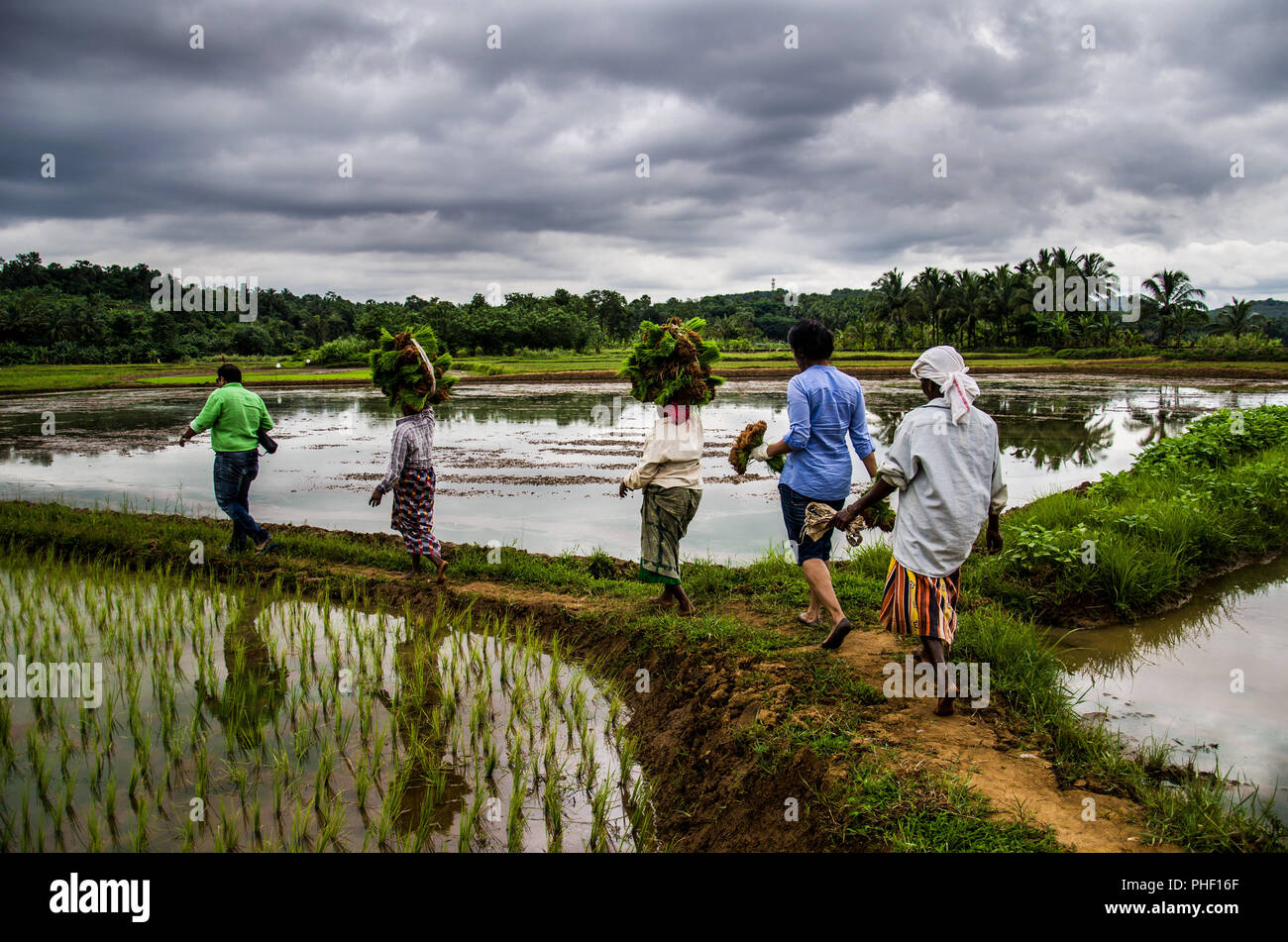 people walking in rice fields Stock Photo - Alamy