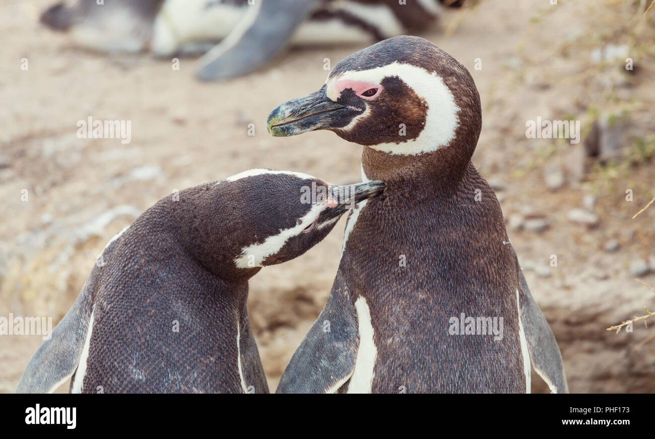 Magellanic pengui hi-res stock photography and images - Alamy