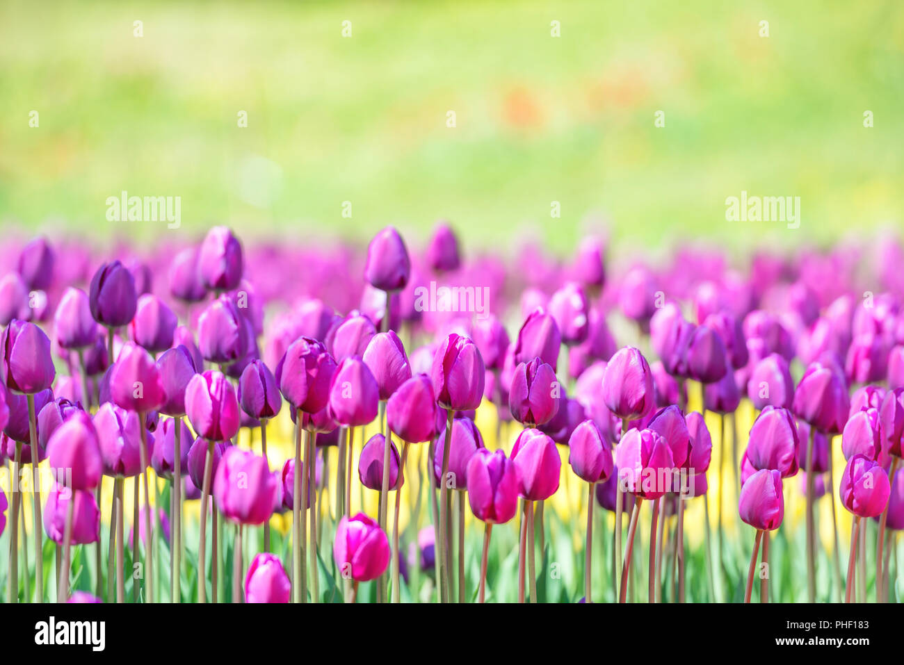 Lilac field hi-res stock photography and images - Alamy