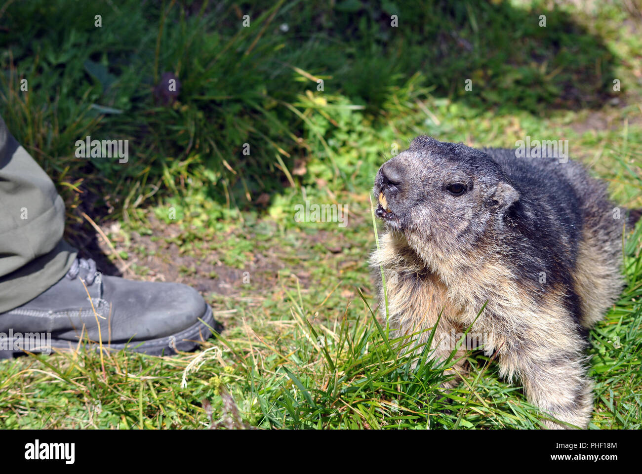 Alpine marmot (marmota marmota) in Austrian Alps Stock Photo - Alamy