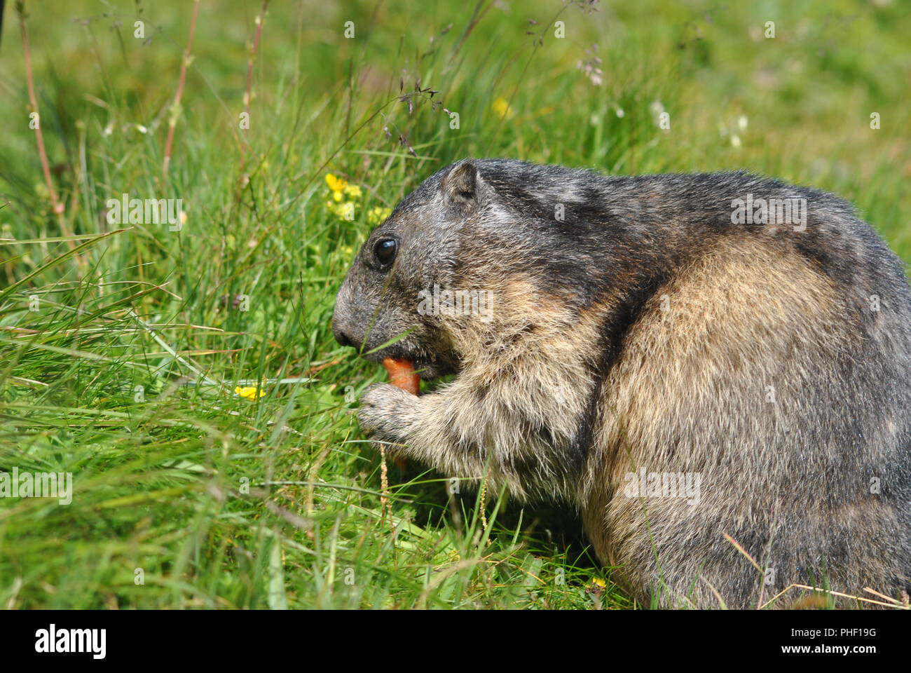 Alpine marmot (marmota marmota) in Austrian Alps Stock Photo - Alamy