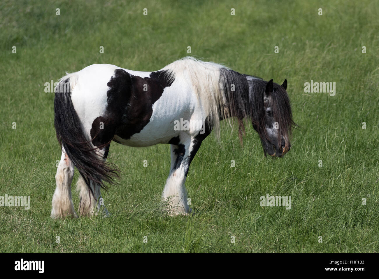 Irish tinker pony hi-res stock photography and images - Alamy
