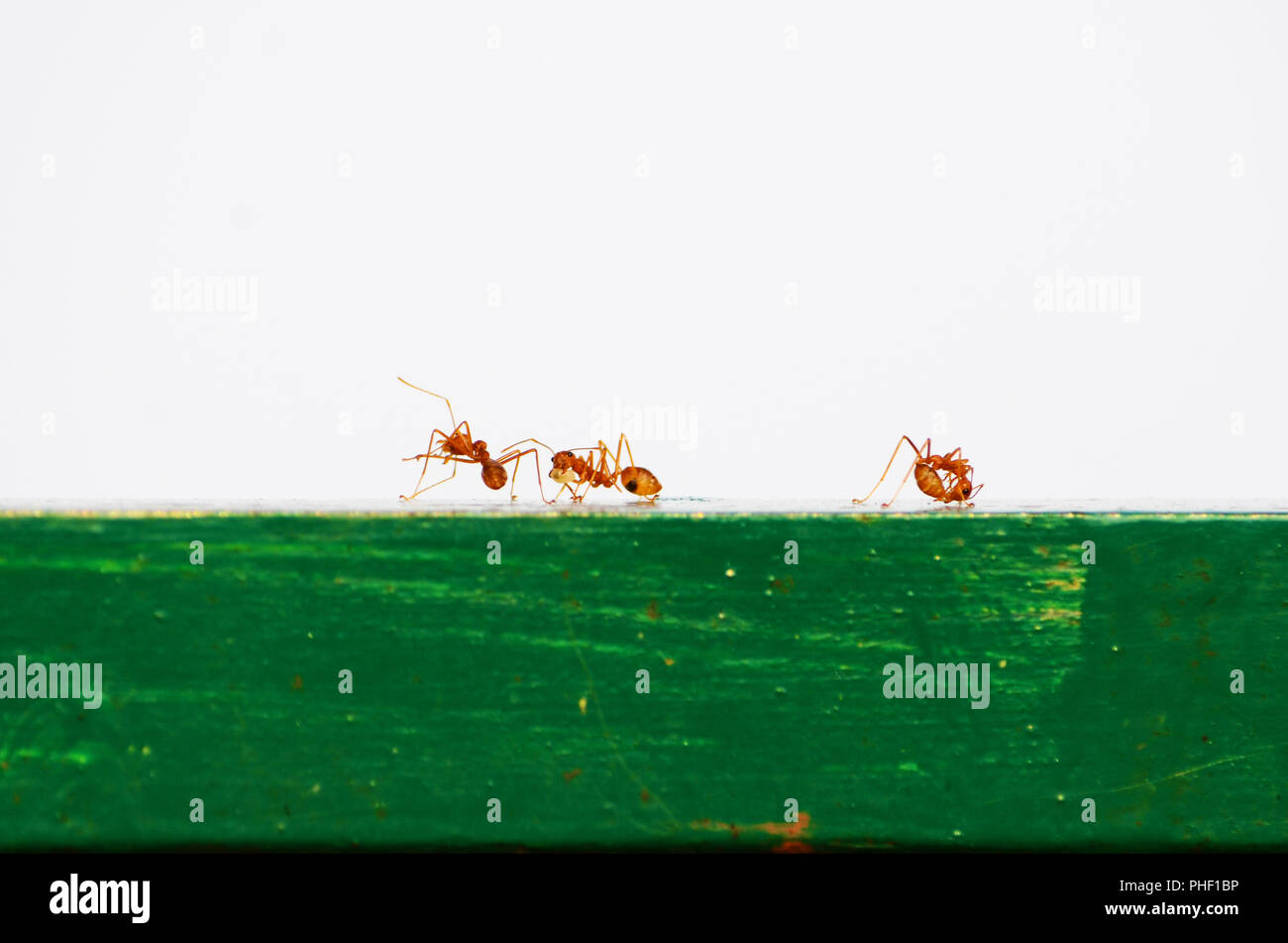 Close up of ants playing Stock Photo - Alamy