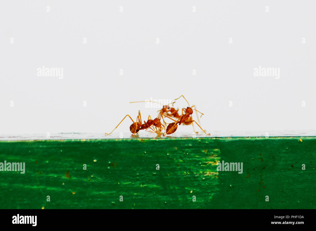 Ants images hi-res stock photography and images - Alamy
