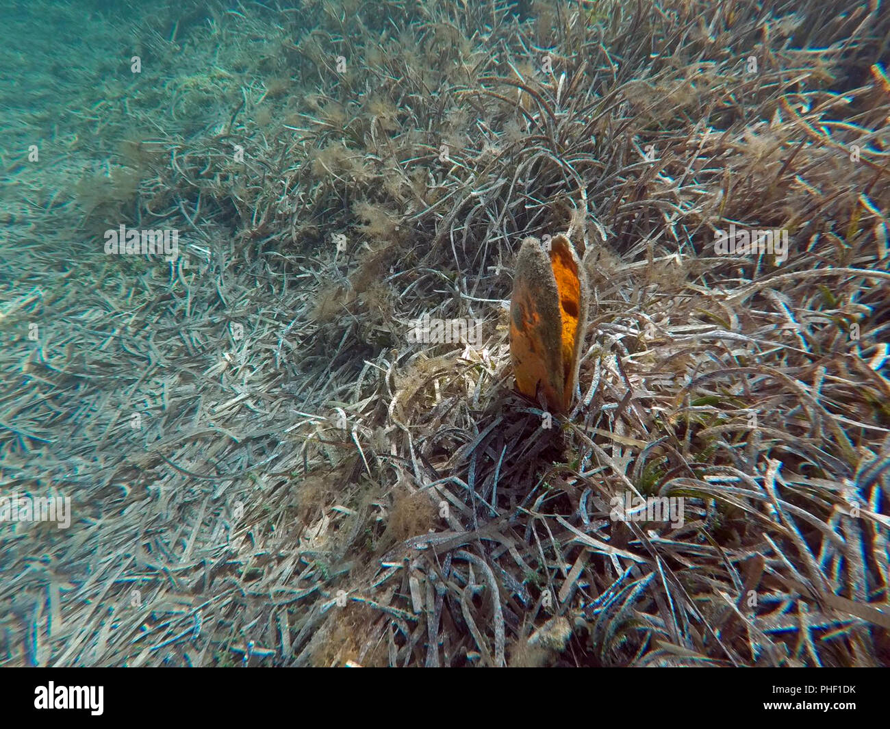 Noble Pen Shell (Pinna nobilis) between a posidonia meadow in the ...