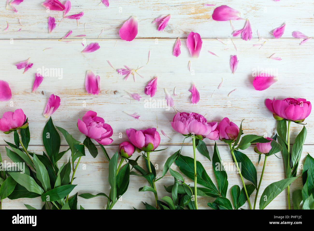 Beautiful pink peonies blooming peony hi-res stock photography and ...