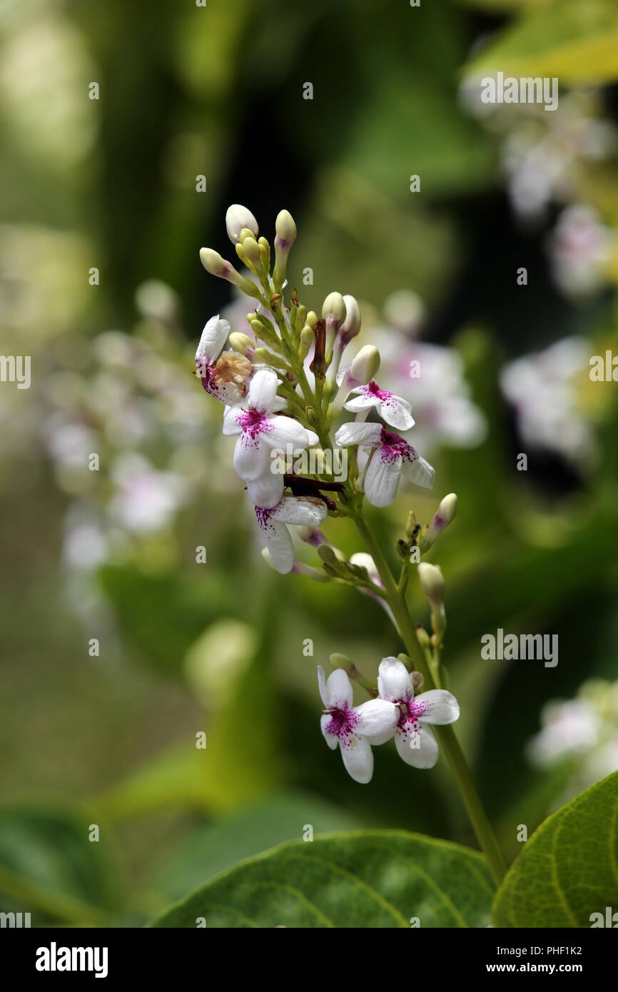 Pseuderanthemum hi-res stock photography and images - Alamy