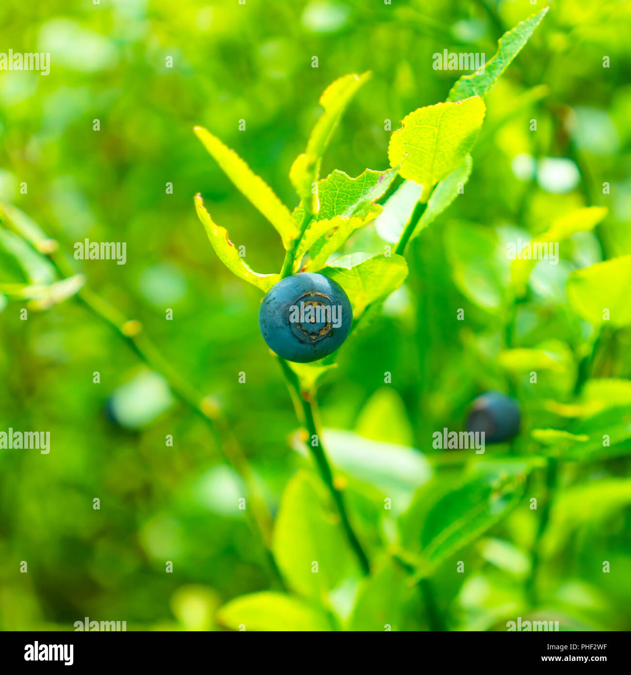 Wild blueberry plant hi-res stock photography and images - Alamy